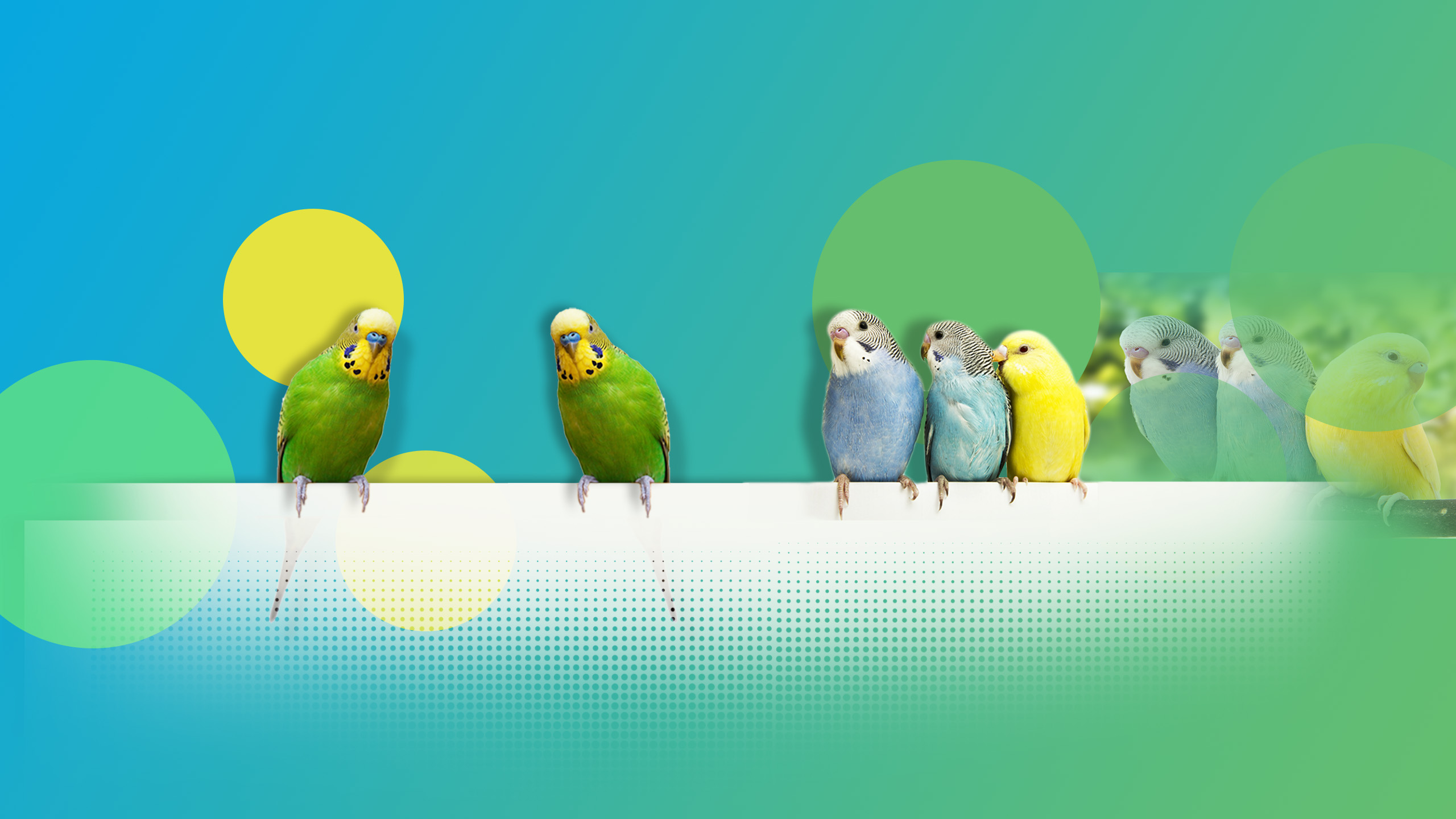 Home - Budgie World
