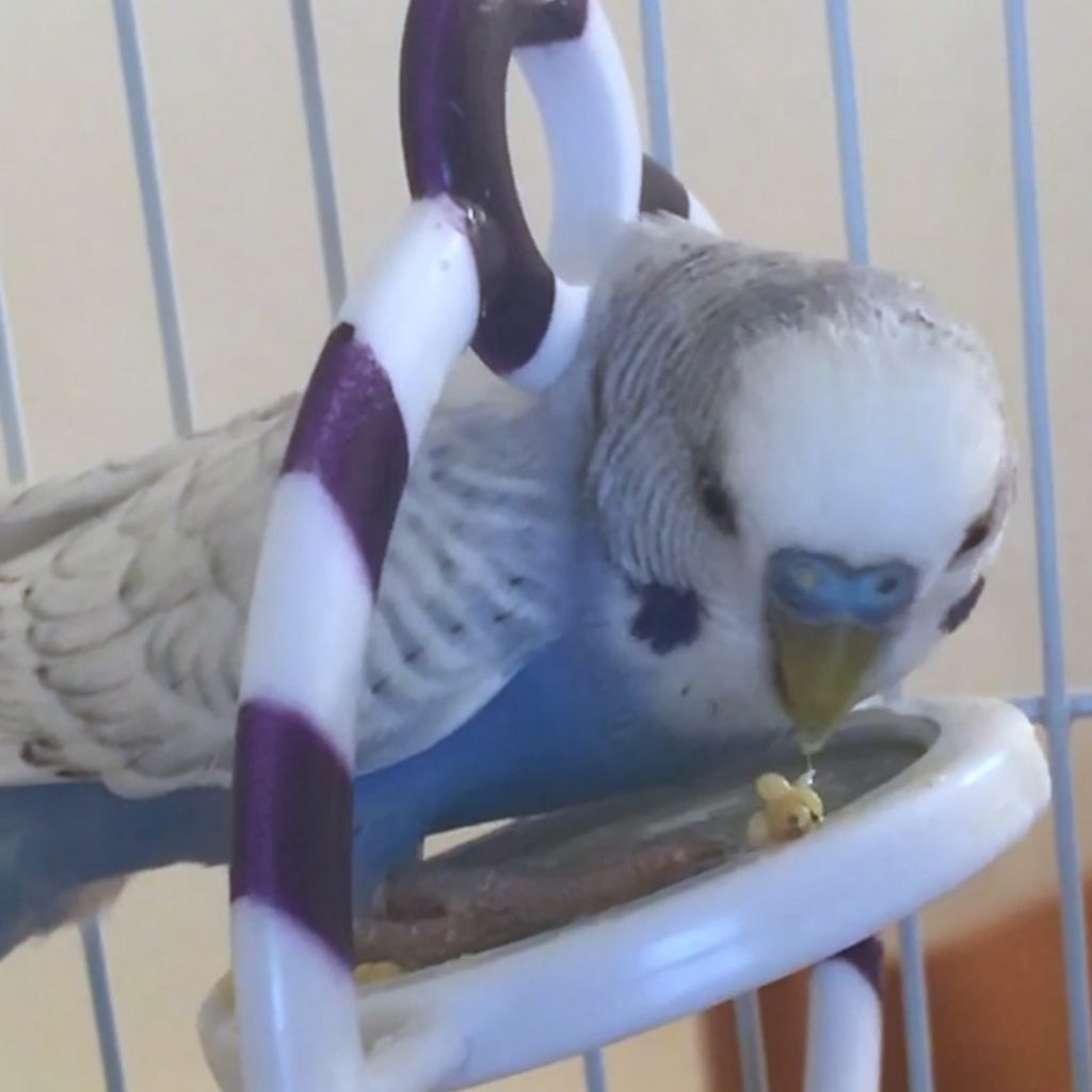 Budgie Mirrors - Budgie World