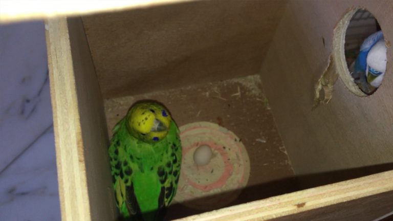 Budgie Gender - Budgie World