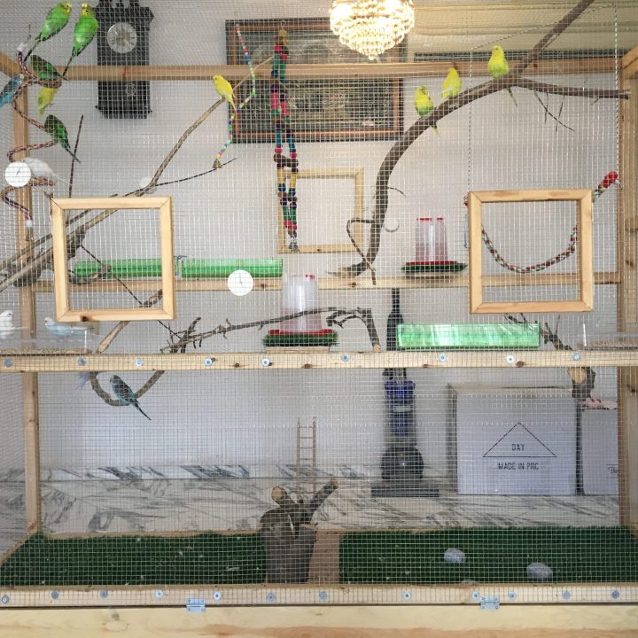 Ten things I wish I knew before I got my first budgie - Budgie World