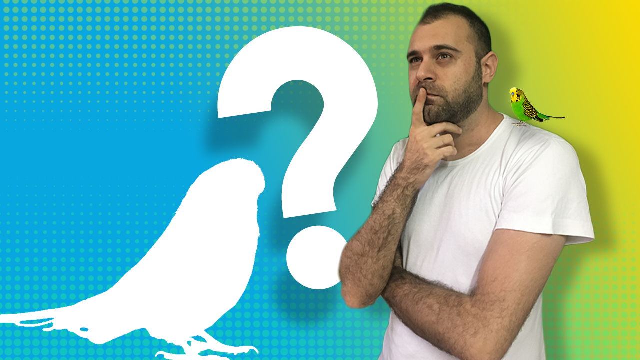 Ten things I wish I knew before I got my first budgie - Budgie World