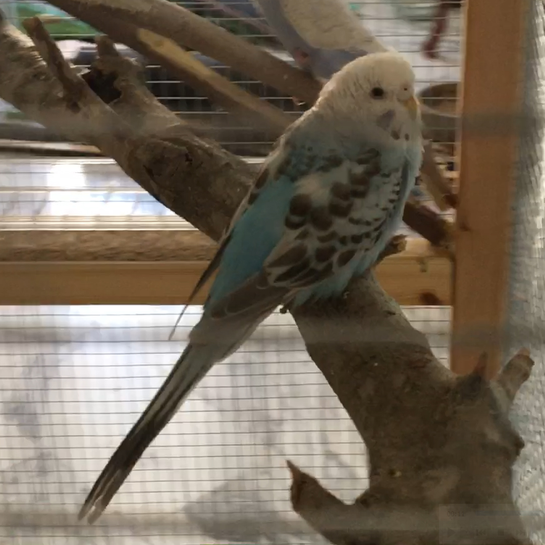 Opaline Mutation in Budgies - Budgie World
