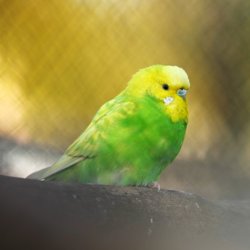 Budgie Dilution Mutations: Dilute, Greywing, Clearwing & Full-Body ...