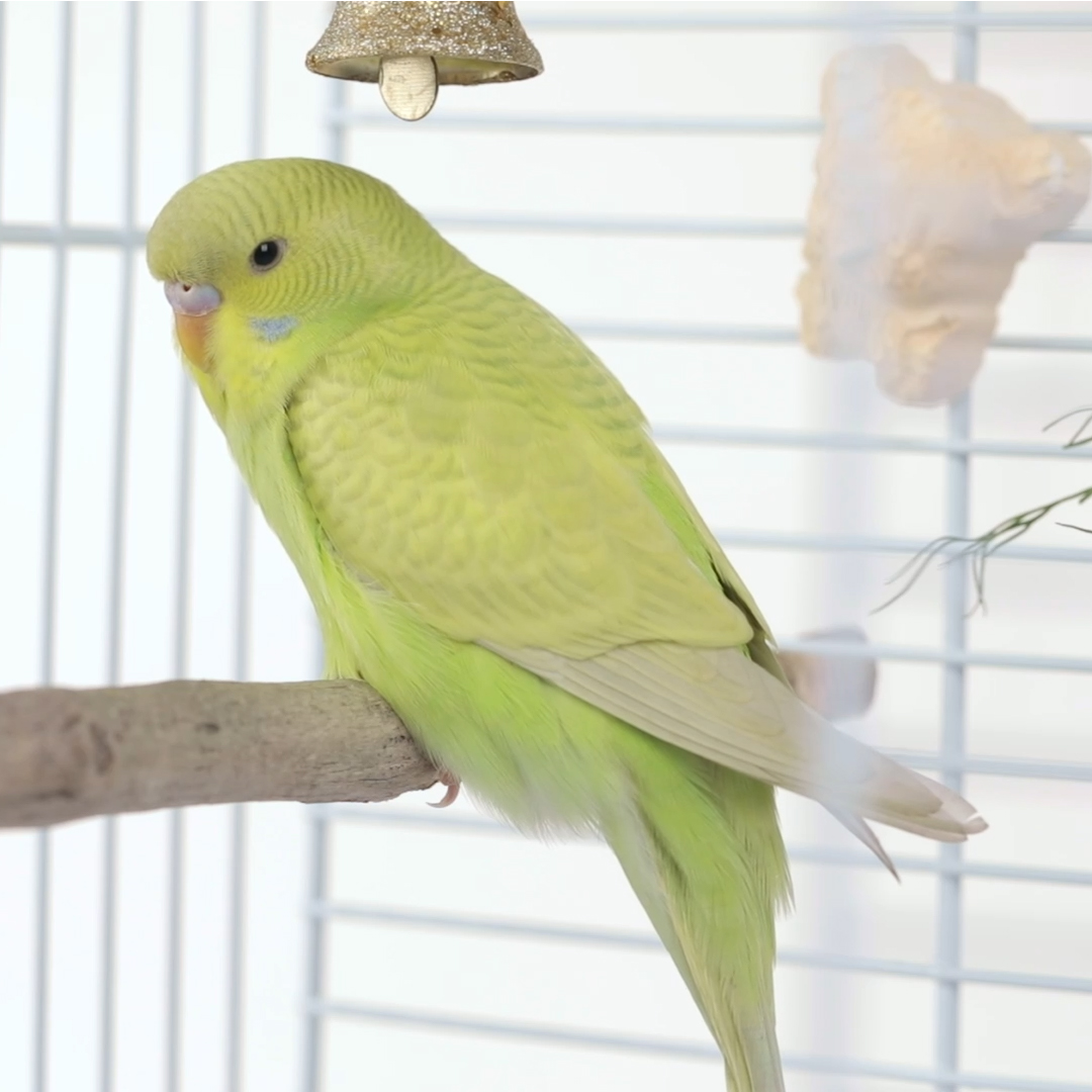 Budgie Dilution Mutations: Dilute, Greywing, Clearwing & Full-Body ...