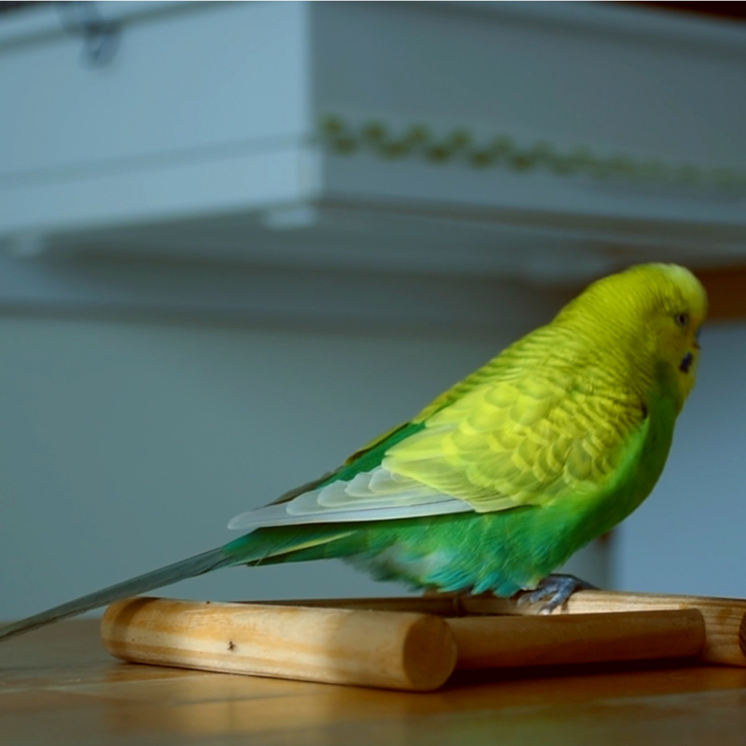 Budgie Dilution Mutations: Dilute, Greywing, Clearwing & Full-Body Color Greywing - Budgie World