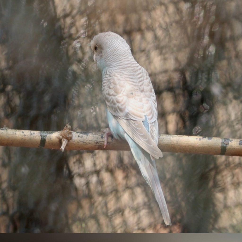 Budgie Dilution Mutations: Dilute, Greywing, Clearwing & Full-Body ...