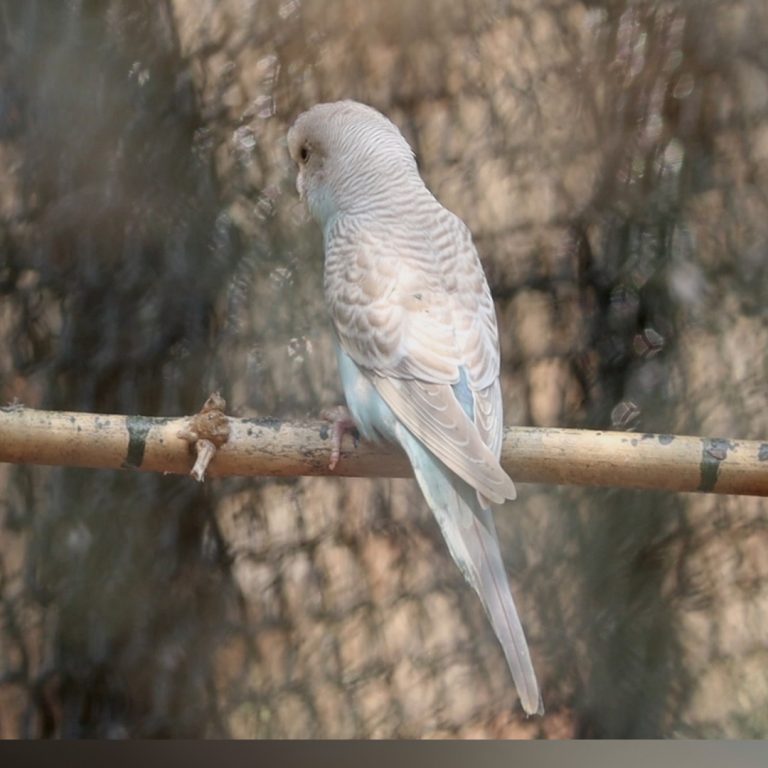 Budgie Dilution Mutations: Dilute, Greywing, Clearwing & Full-Body ...
