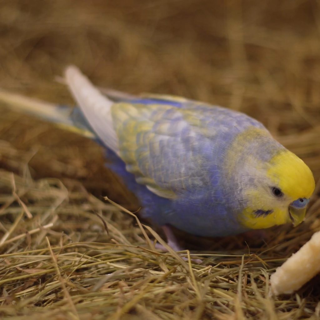Violet Factor in Budgies - Budgie World