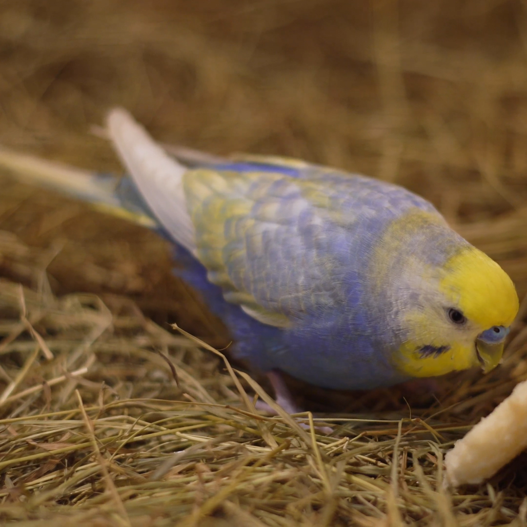 Violet Factor in Budgies - Budgie World