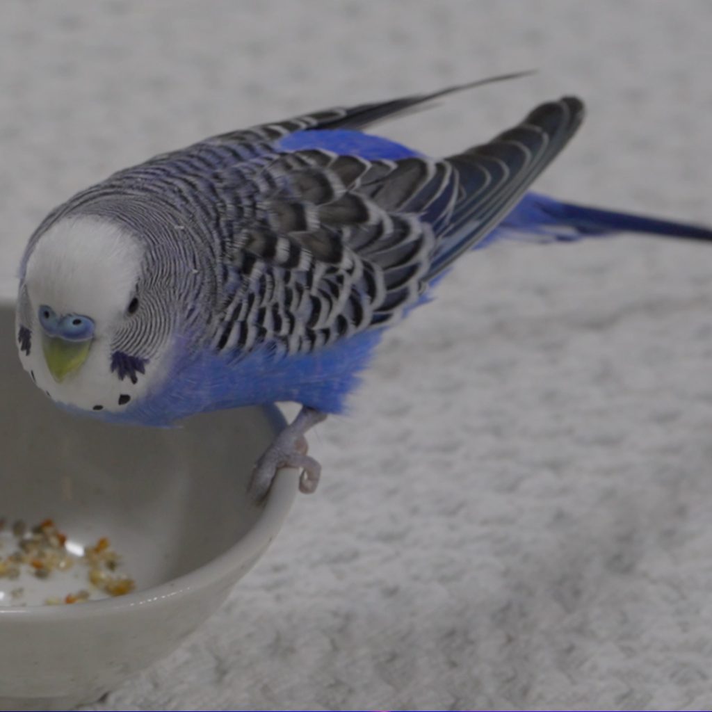 Violet Factor in Budgies - Budgie World