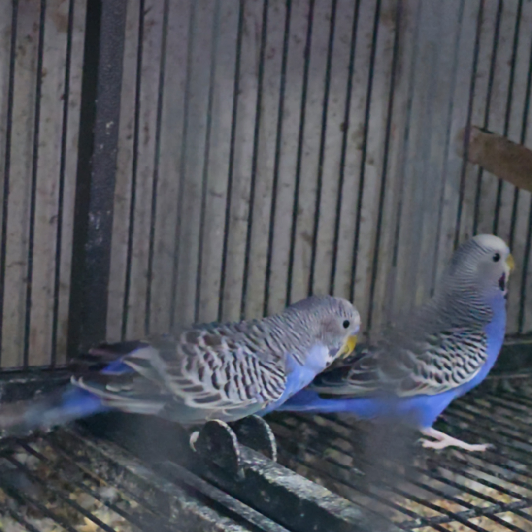 Violet Factor in Budgies - Budgie World